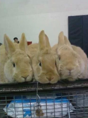 Choosing a 4-H Rabbit - Grit